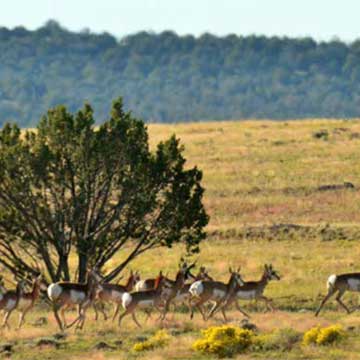 AZGFD Strategic Plans - Arizona Game & Fish Department